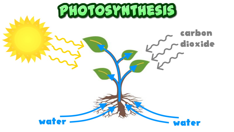 Photosynthesis For Kids